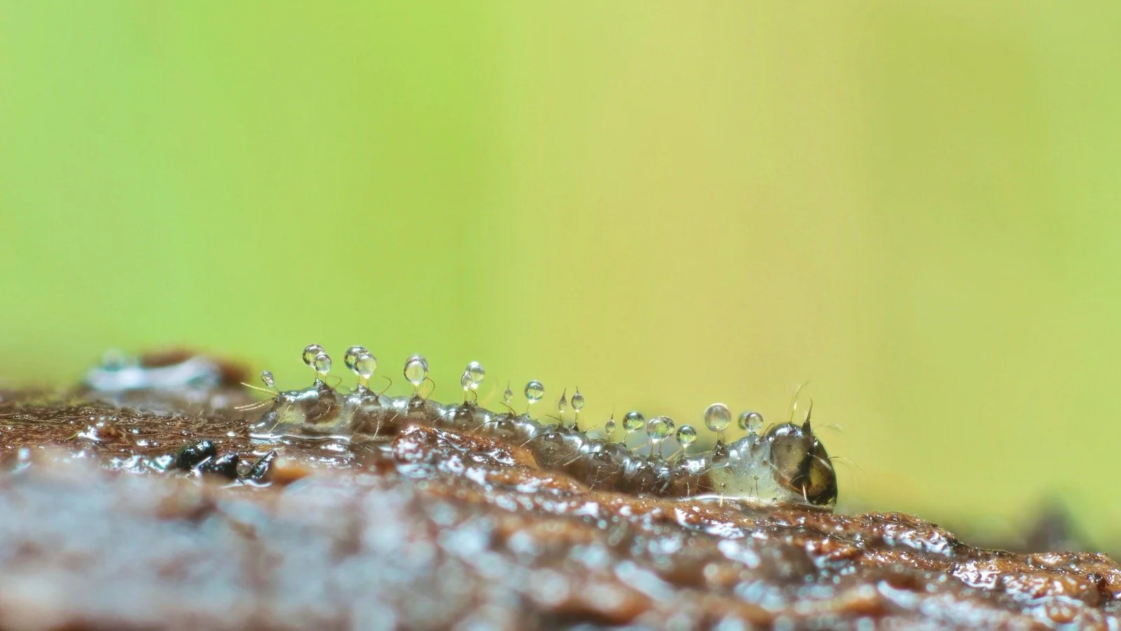How to photograph springtails: the secrets of extreme macro - A Chaos ...