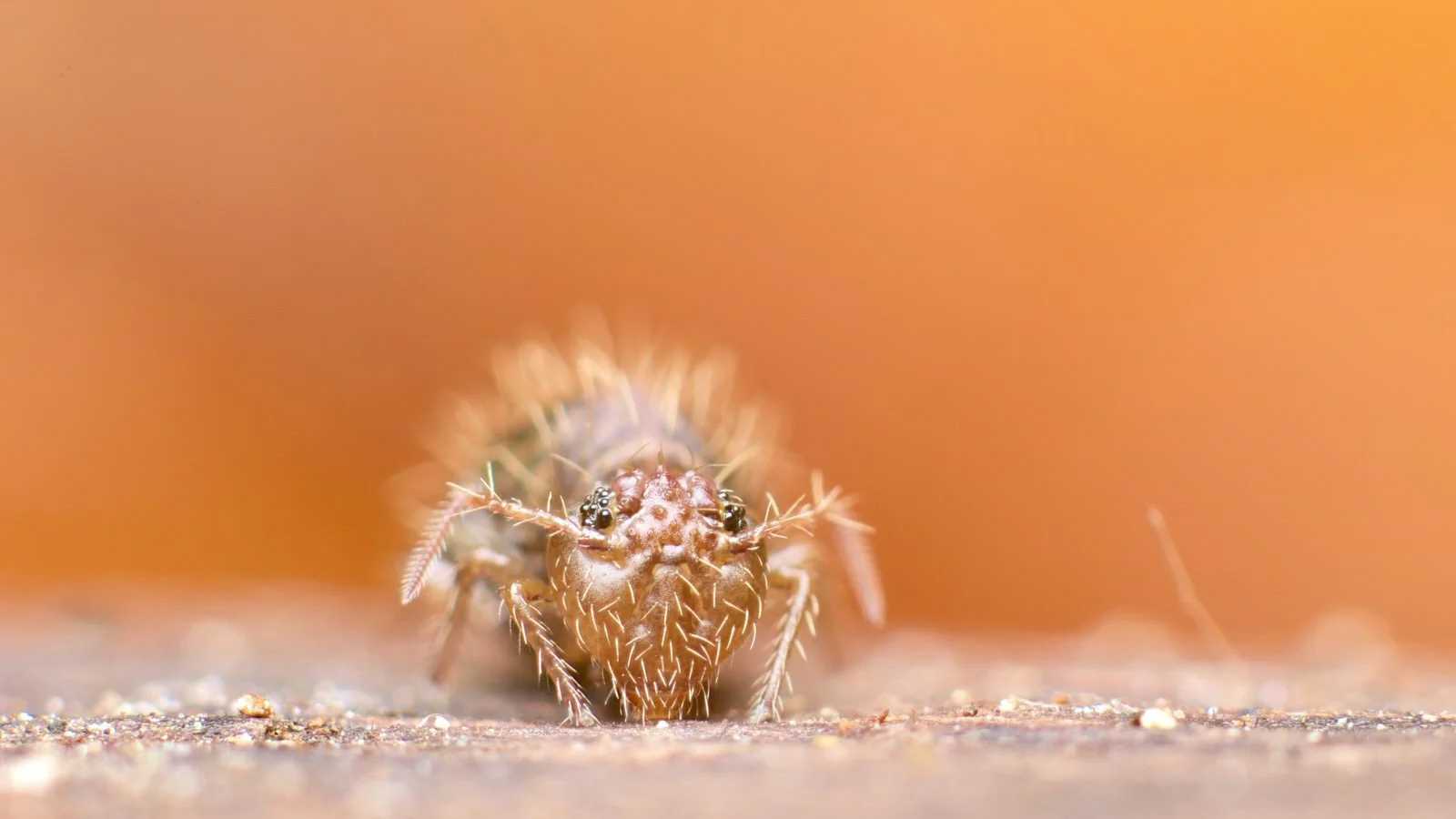 All about springtails (Collembola) - A Chaos of Delight
