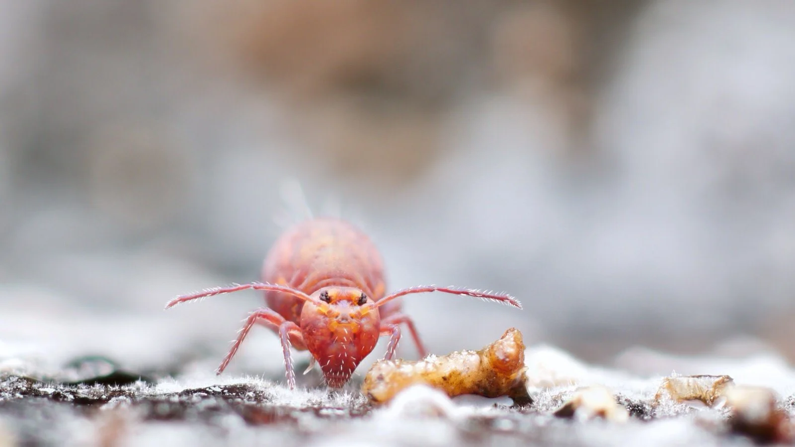How to photograph springtails: the secrets of extreme macro - A Chaos ...