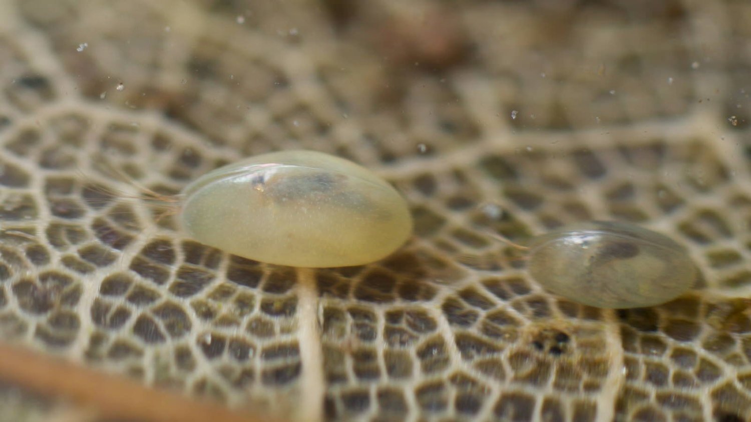 All about terrestrial ostracods - A Chaos of Delight
