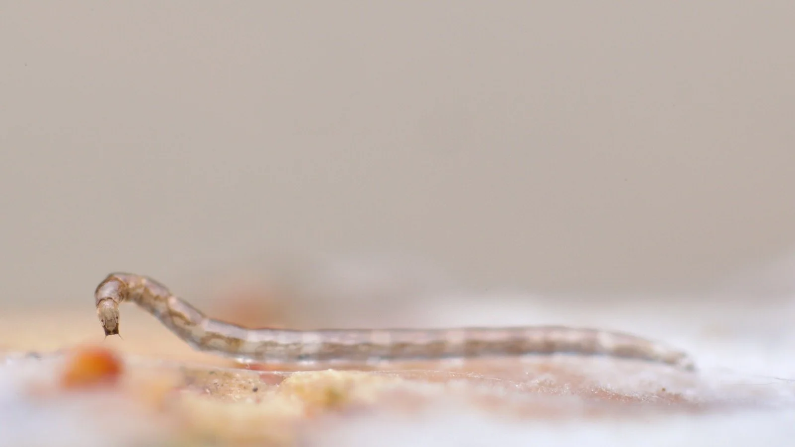 How to photograph springtails: the secrets of extreme macro - A Chaos ...