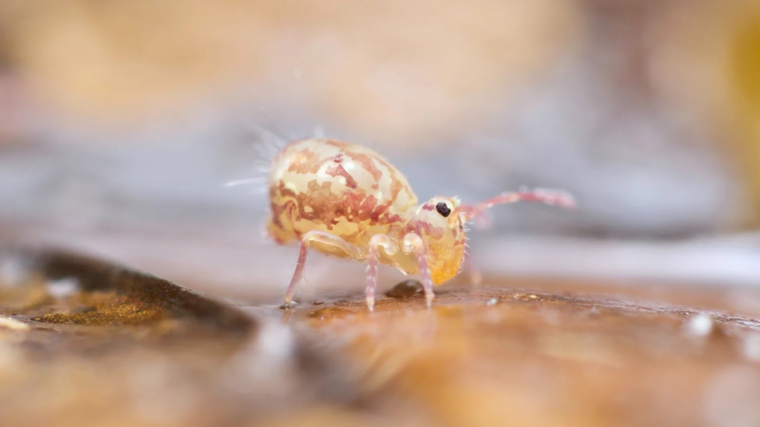 How to photograph springtails: the secrets of extreme macro - A Chaos ...