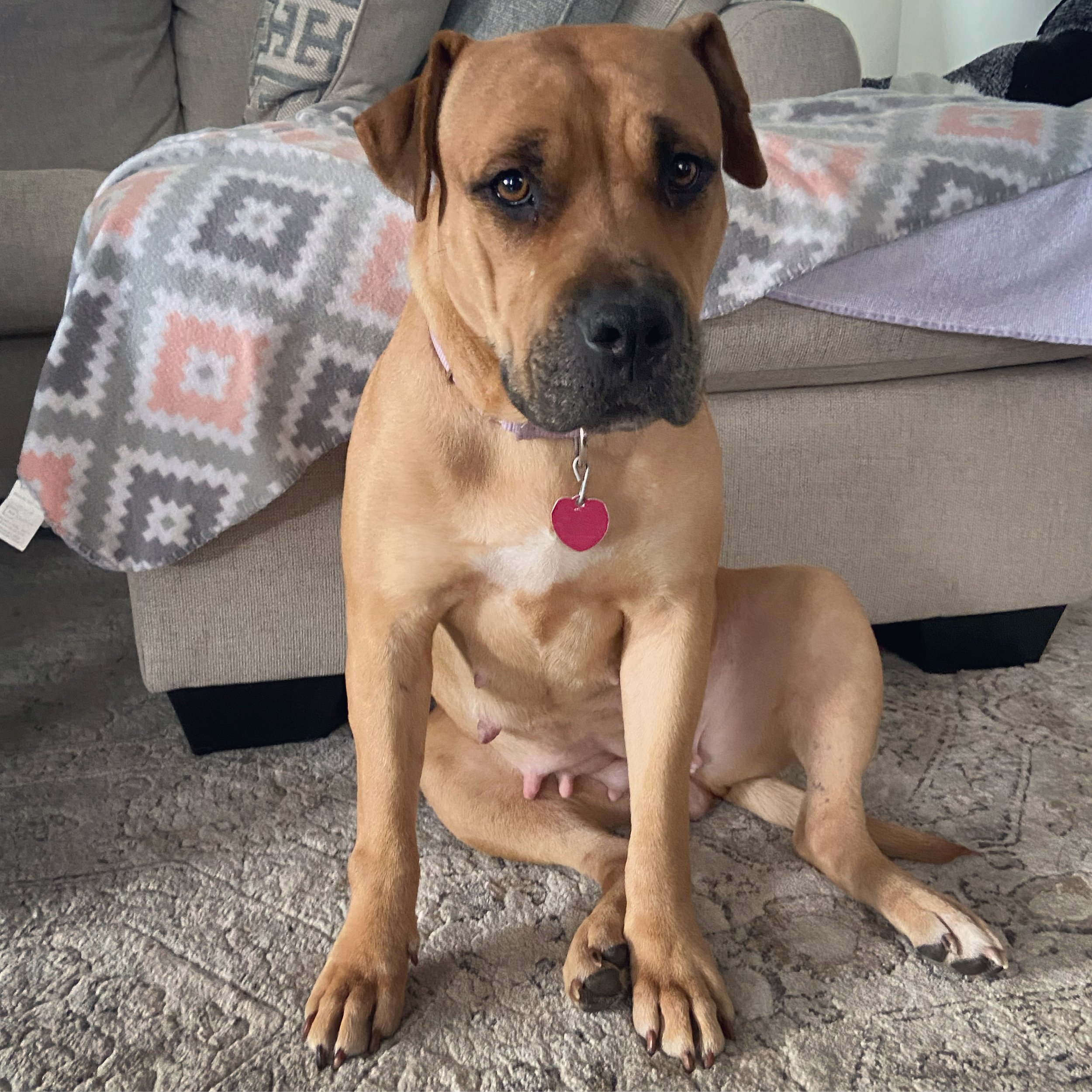 Adoptable Dogs — Buddha Pooch