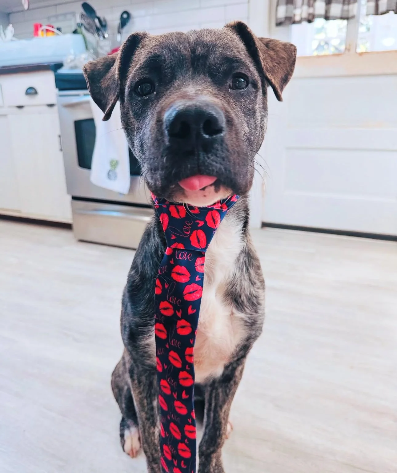 Adoptable Dogs — Buddha Pooch