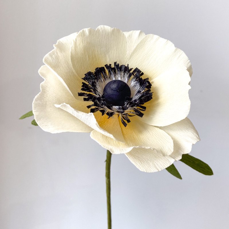 White Anemone