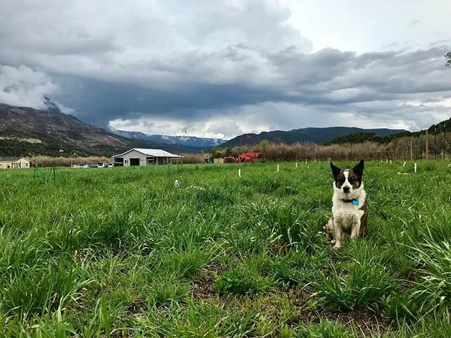 Two Roots Farm