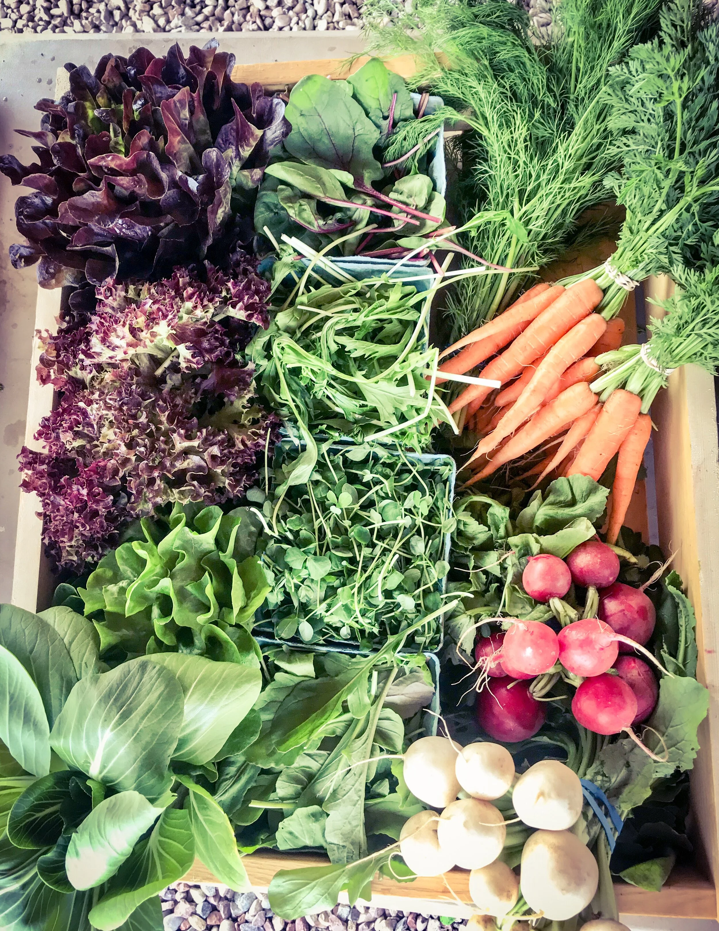 Two Roots Farm CSA — Two Roots Farm