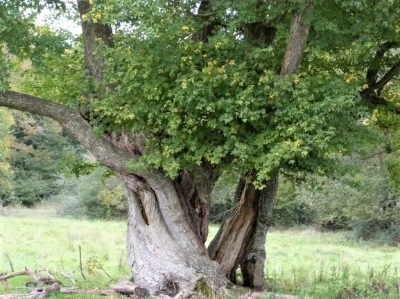 Essex Gardens Trust Essex Gardens Trust