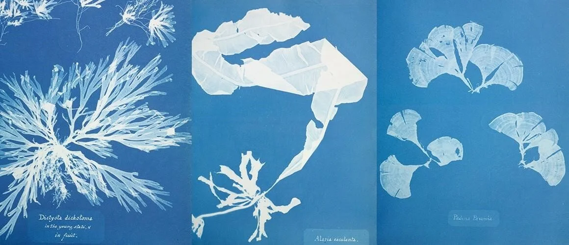 What is cyanotype and why is it here to stay: An insight — Art Lounge