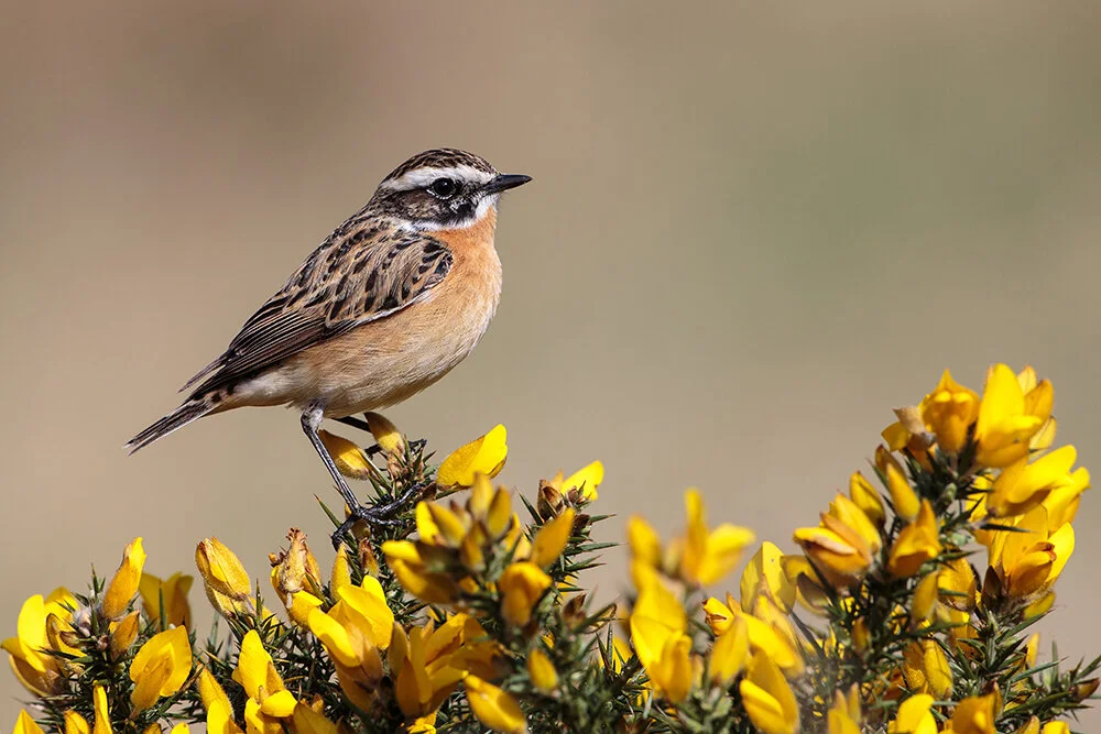 Wheatear — My 200 Bird - Features — Bird Watching Magazine