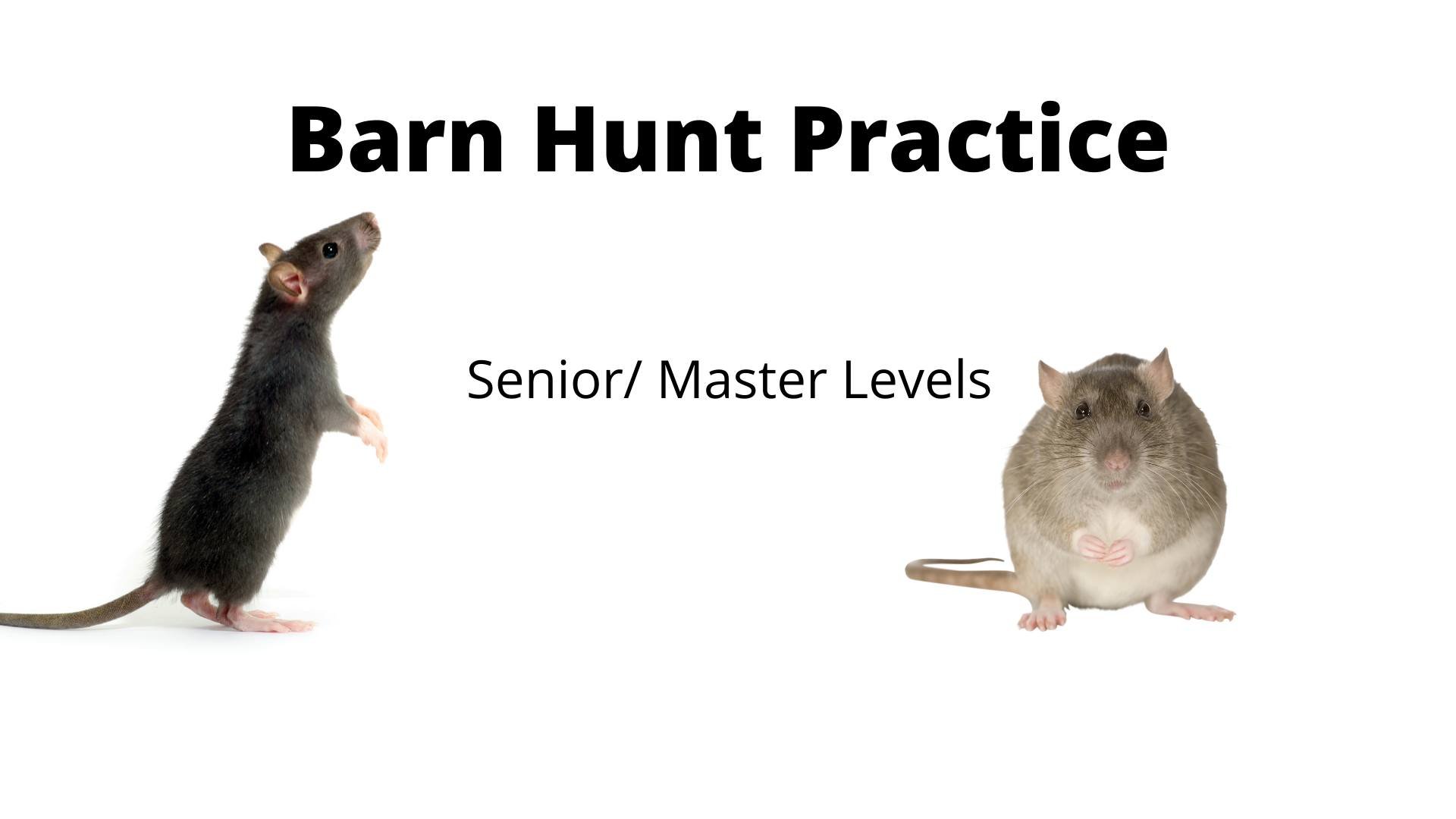 Events — Canine Aventures