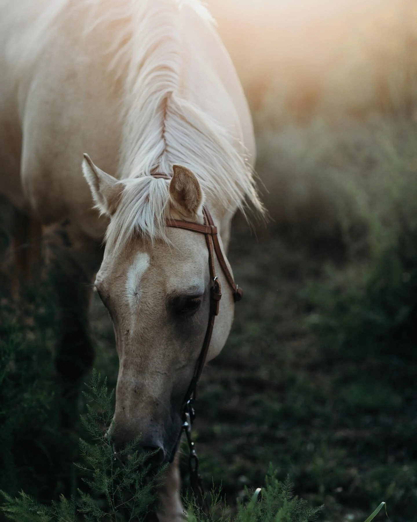 Photos — Red Horse Riding Co.