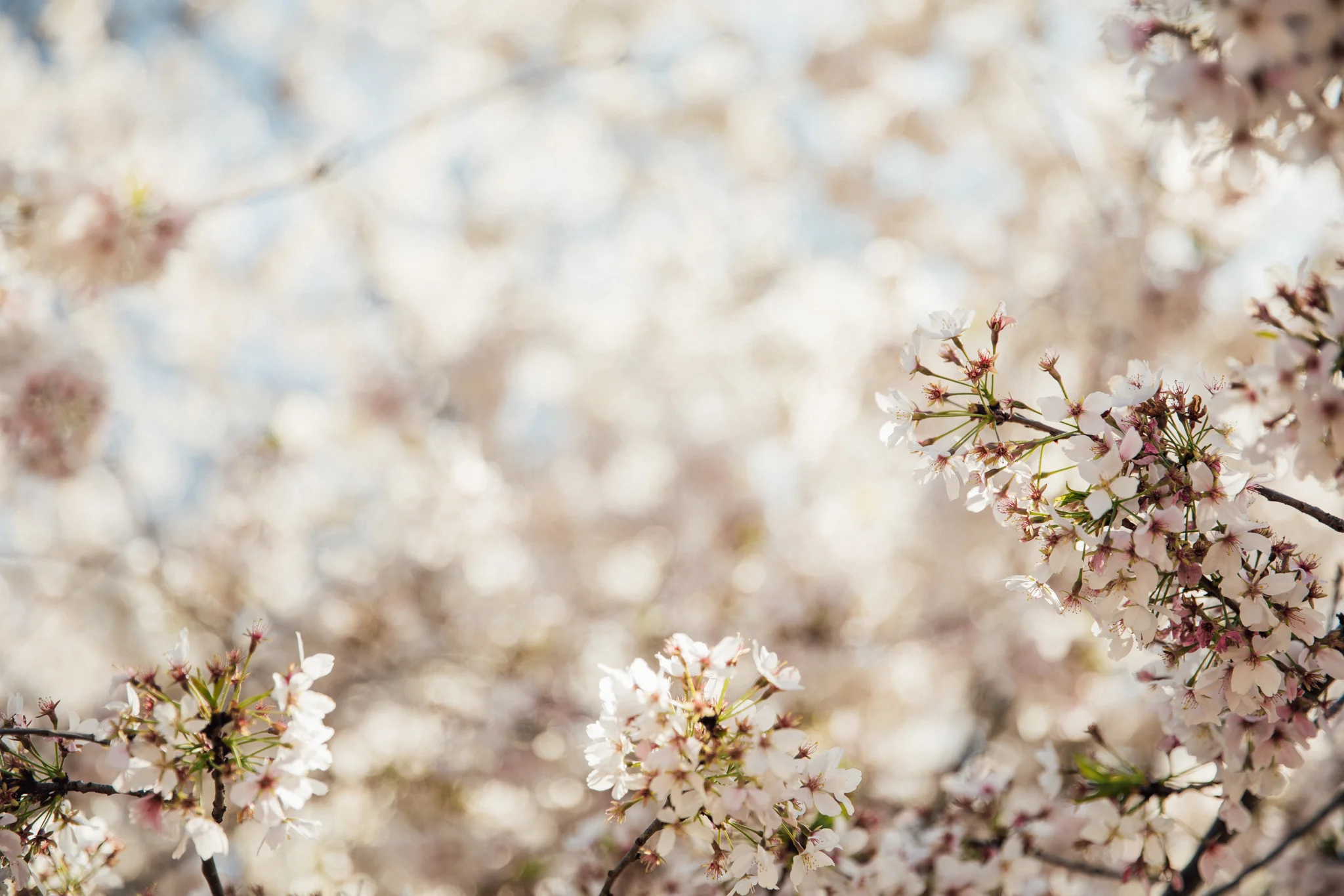 Spring Wedding in Chattanooga, TN at the Patten Chapel and The ...