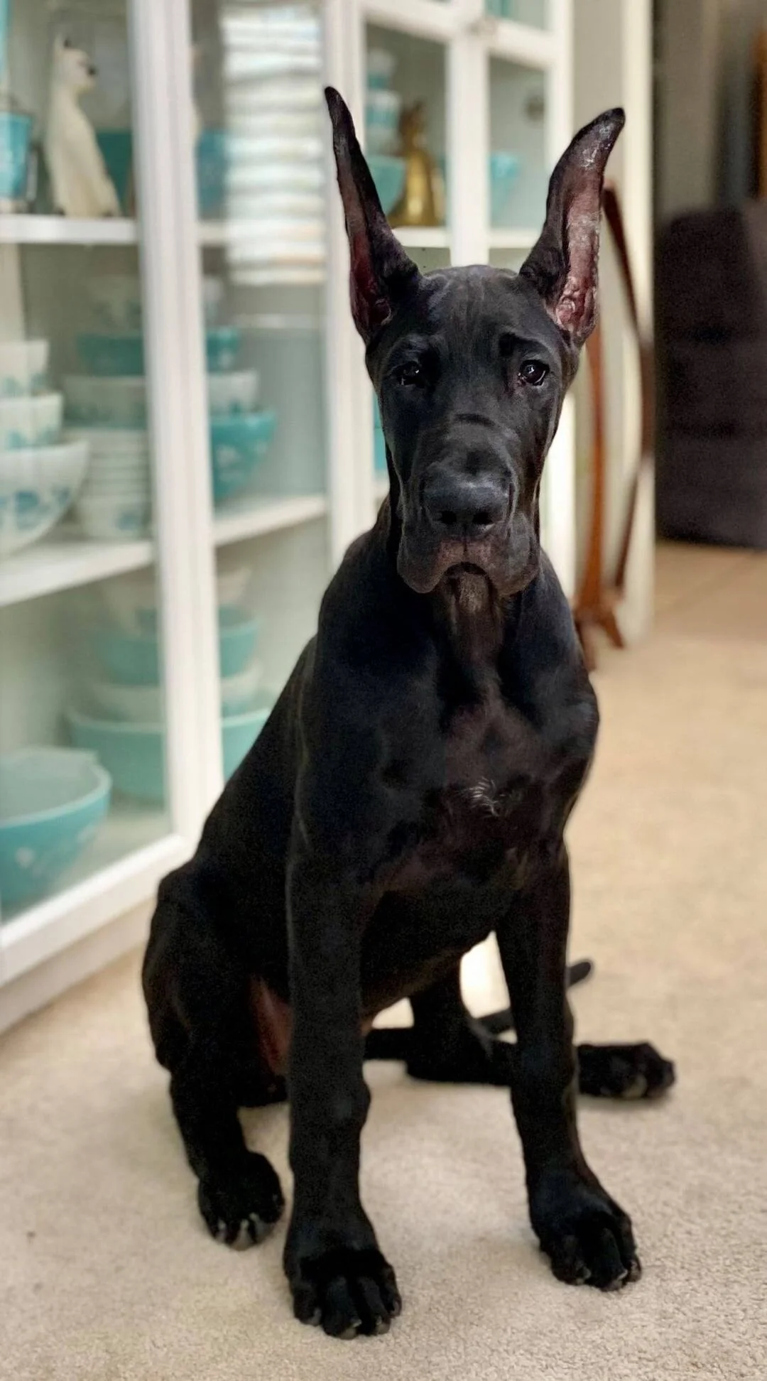 Velocity Great Danes