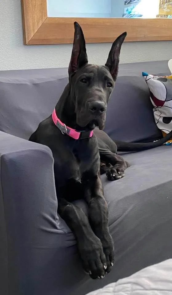 Velocity Great Danes