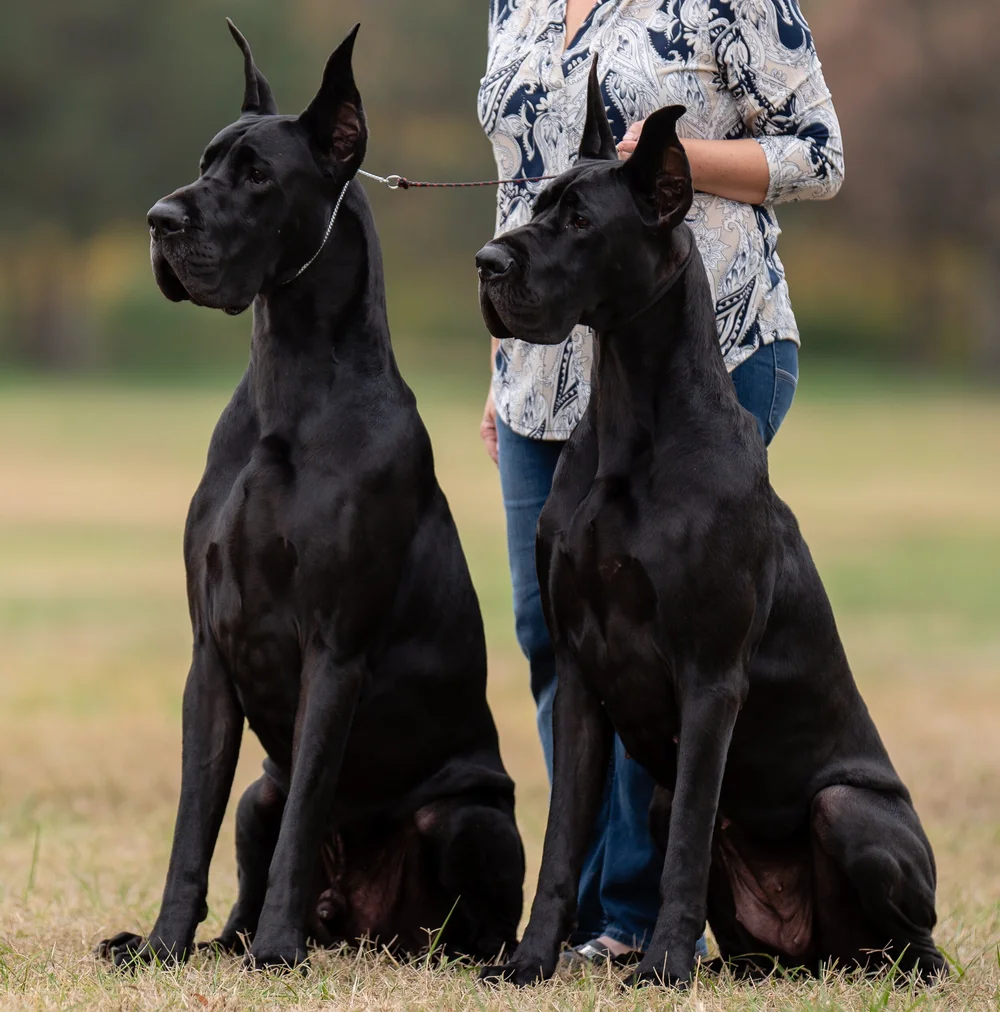 Velocity Great Danes