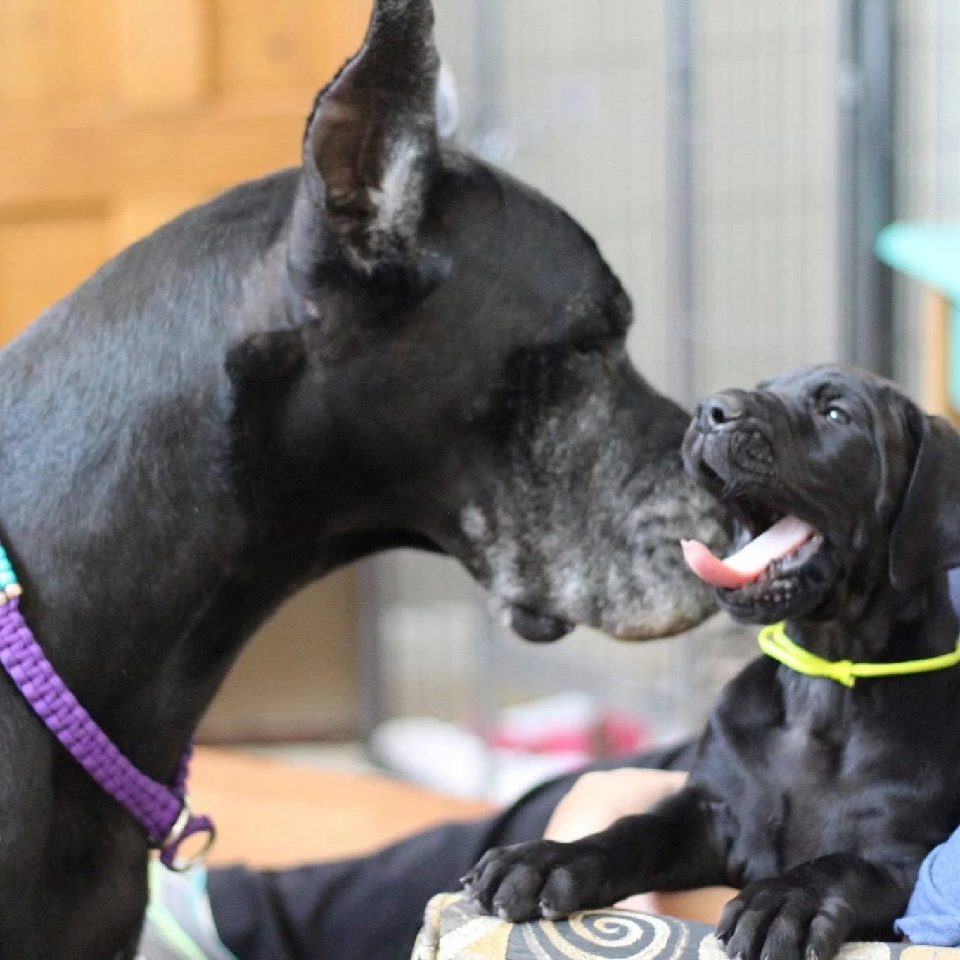 Velocity Great Danes
