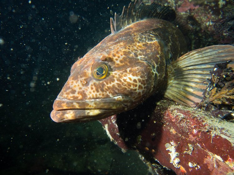 Pacific — U.S. Regional Fishery Management Councils