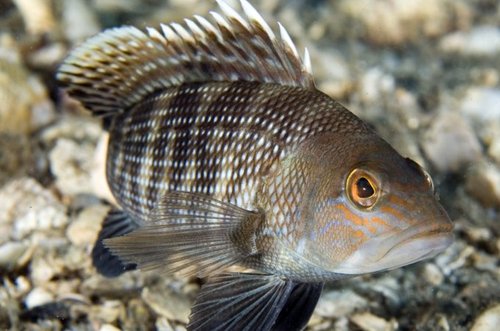 Mid-Atlantic — U.S. Regional Fishery Management Councils