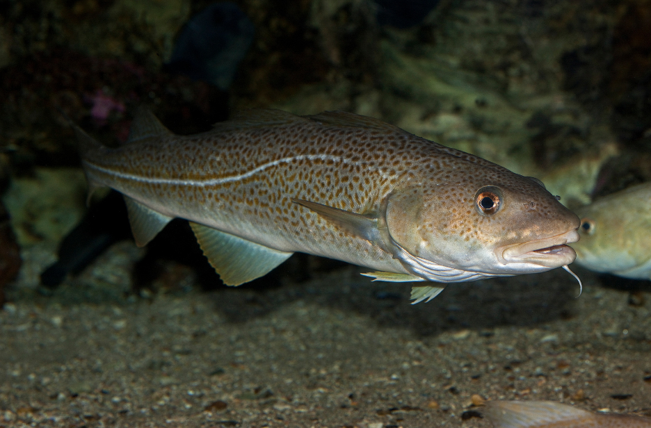 New England — U.S. Regional Fishery Management Councils