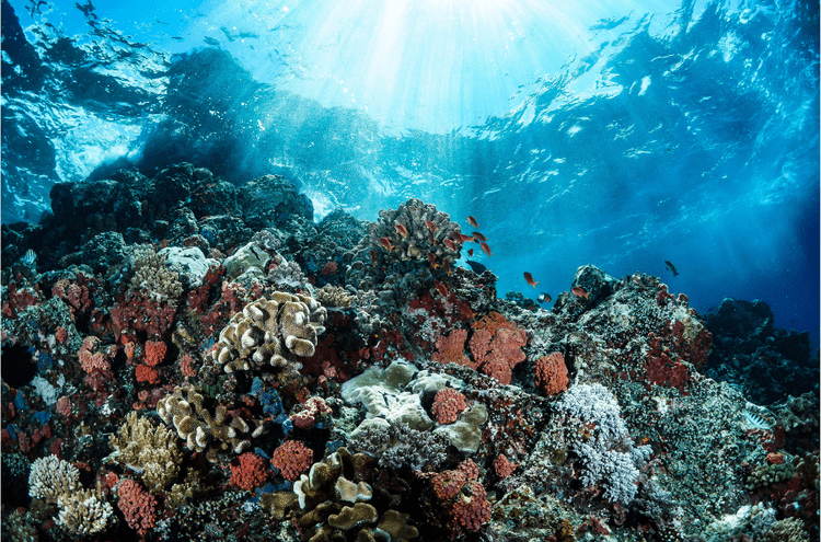 Western Pacific — U.S. Regional Fishery Management Councils