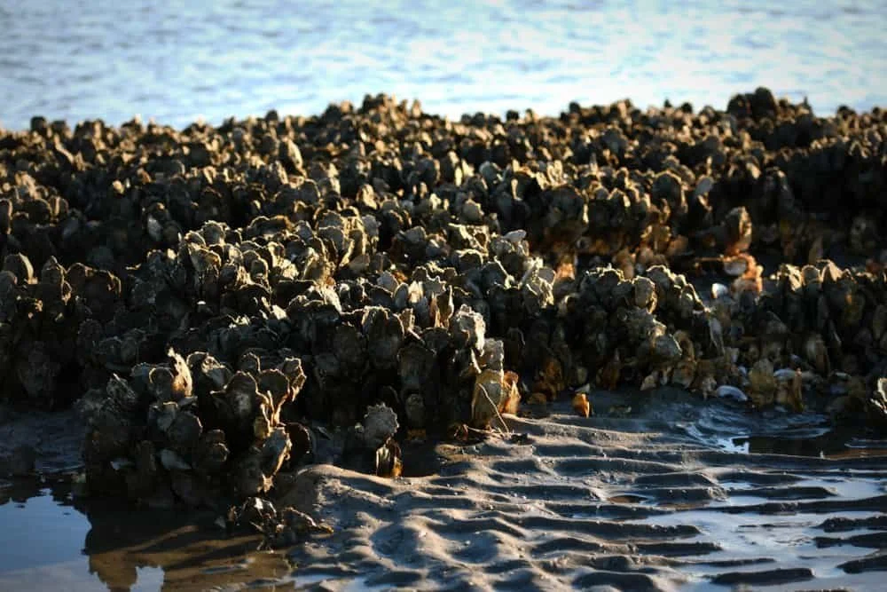 Aphrodite Oysters — Blog - Oyster Nutrition - Oysters 101