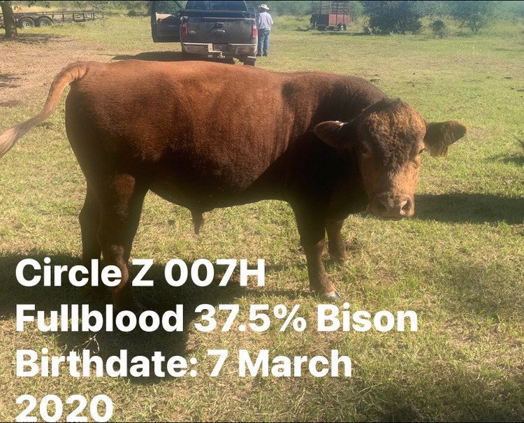 Livestock & Meat For Sale — American Beefalo Association