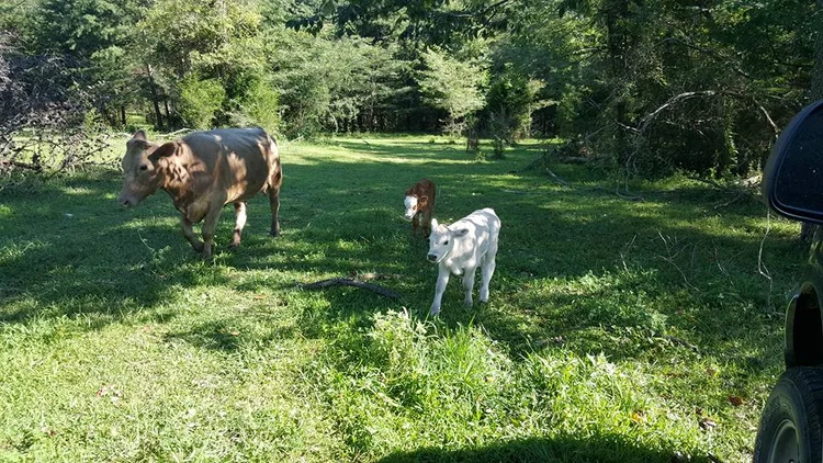 Beefalo — American Beefalo Association