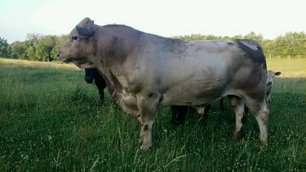 Beefalo — American Beefalo Association