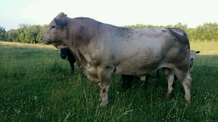 Beefalo — American Beefalo Association