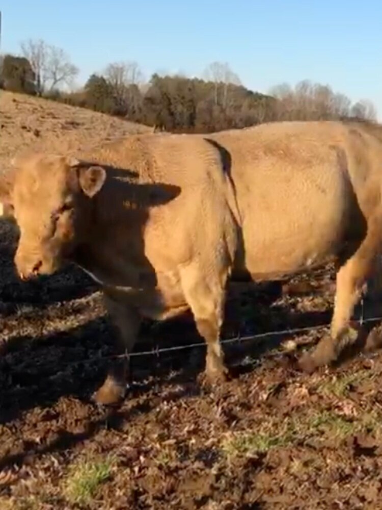 Livestock & Meat For Sale — American Beefalo Association