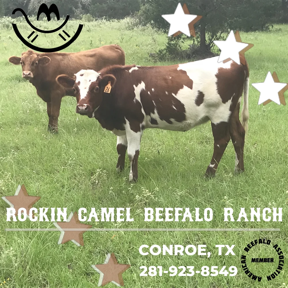 Beefalo — American Beefalo Association