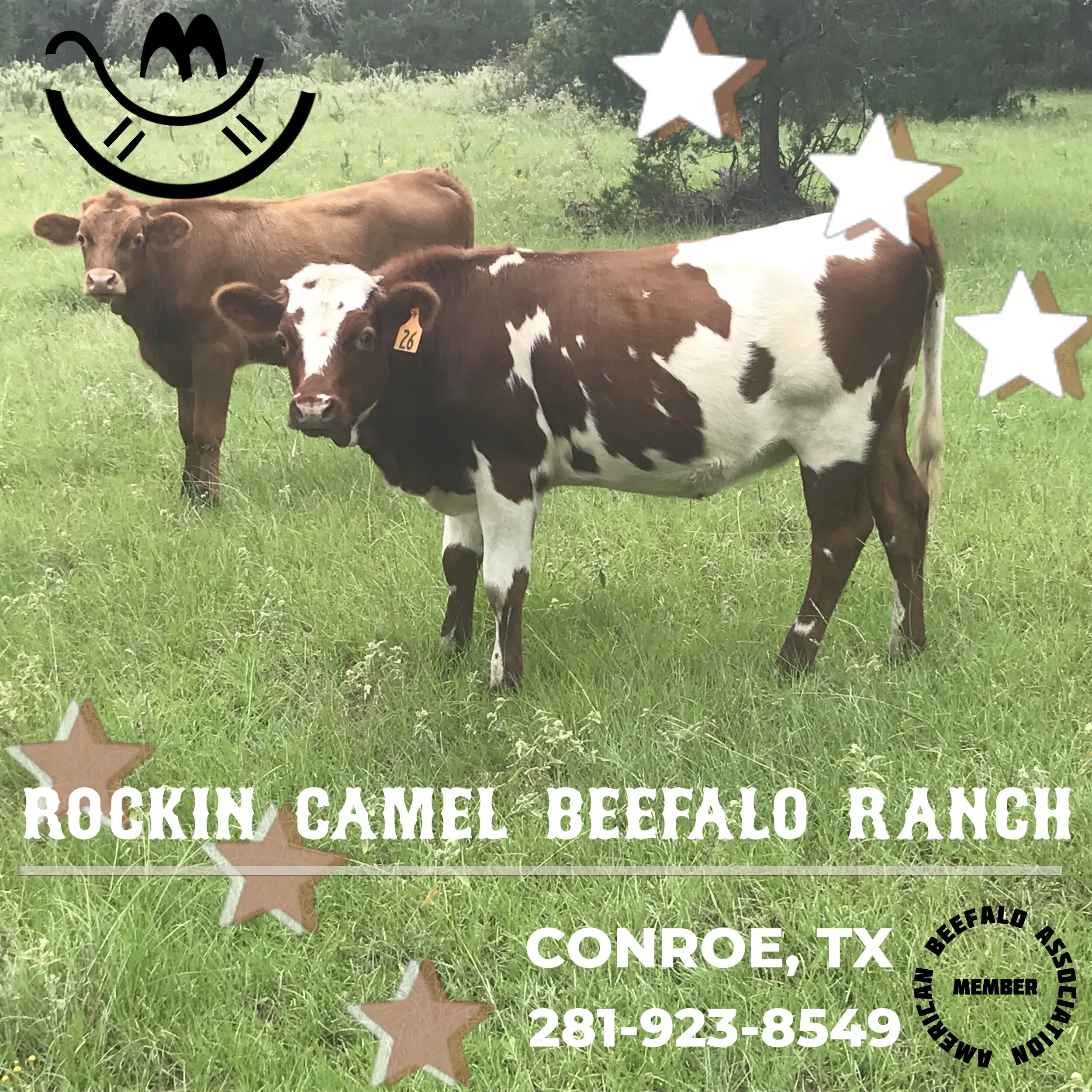Beefalo — American Beefalo Association