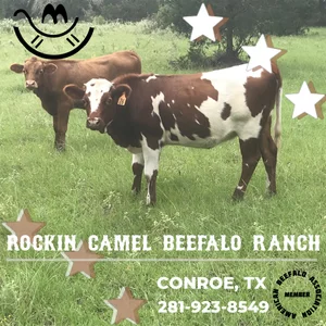 Beefalo — American Beefalo Association
