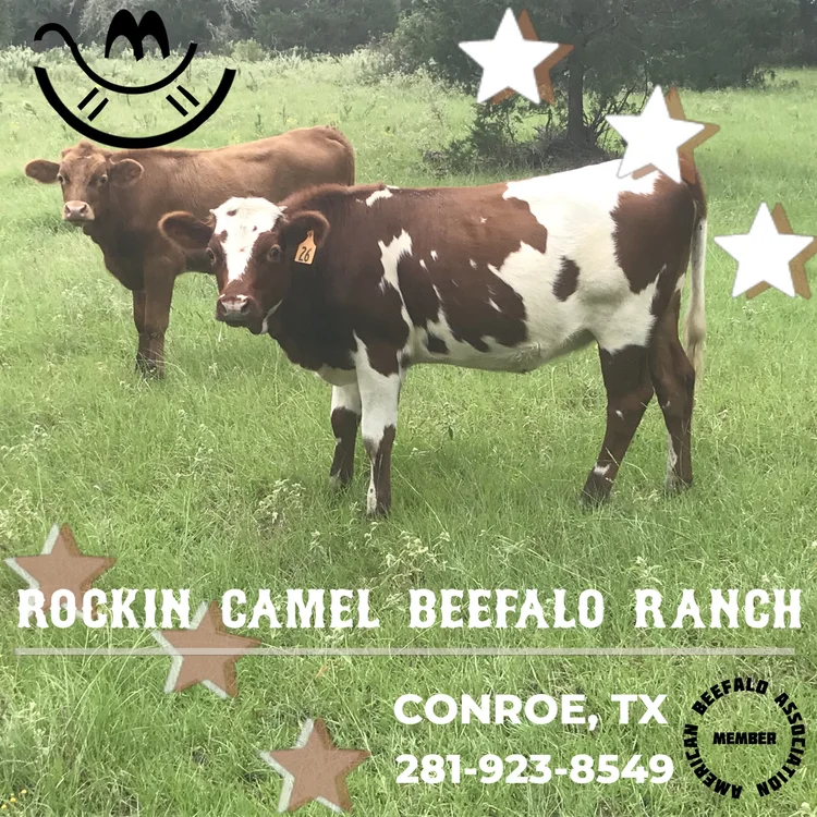 Beefalo — American Beefalo Association