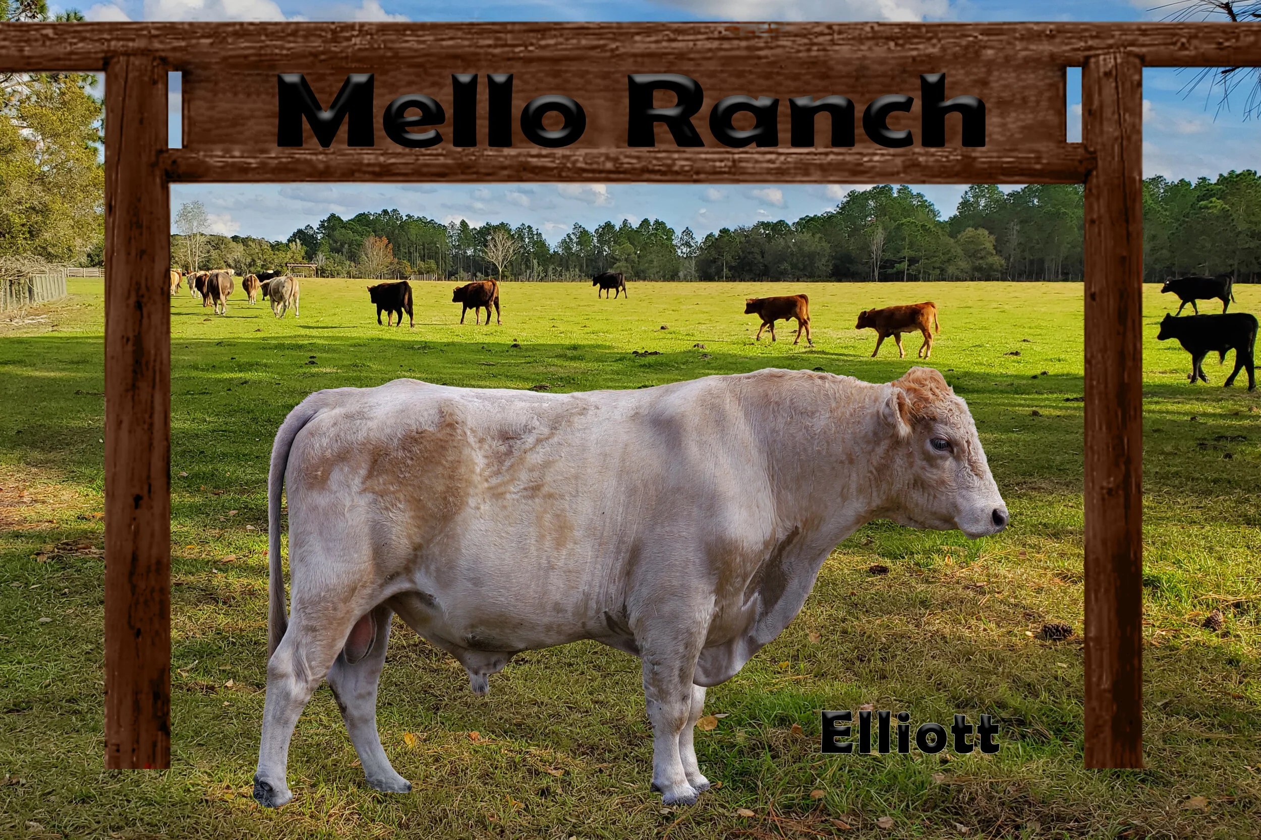 Livestock & Meat For Sale — American Beefalo Association