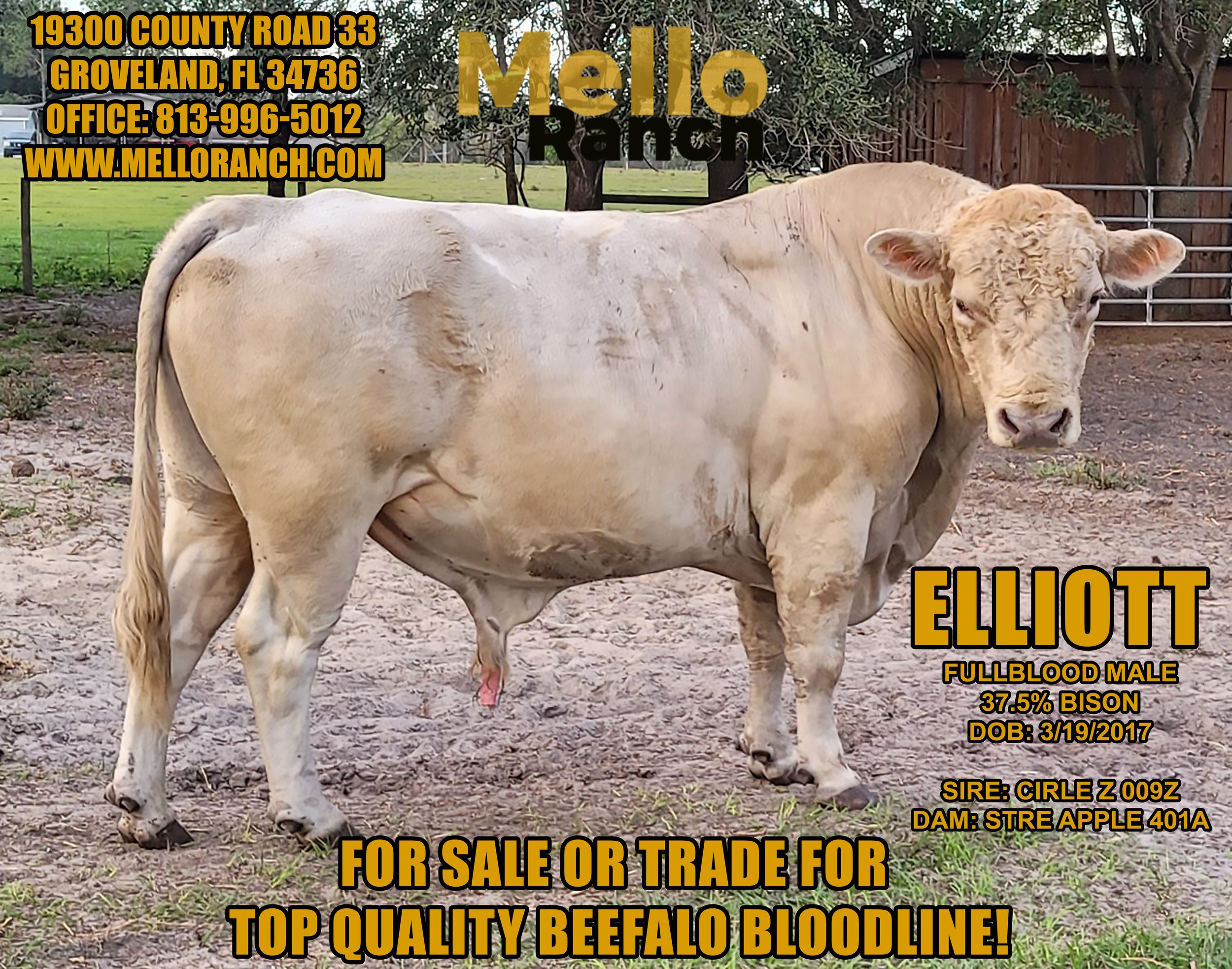 Livestock & Meat For Sale — American Beefalo Association