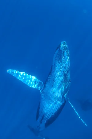 Whale Songs Explained — What Are They Really Saying? — TRILOGY CAPTAIN ...