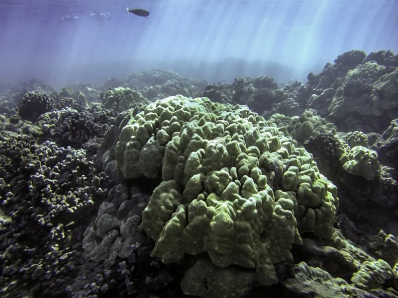 Know Your Coral — TRILOGY CAPTAIN'S LOG