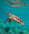 It's Turtle Time in Hawai'i — TRILOGY CAPTAIN'S LOG
