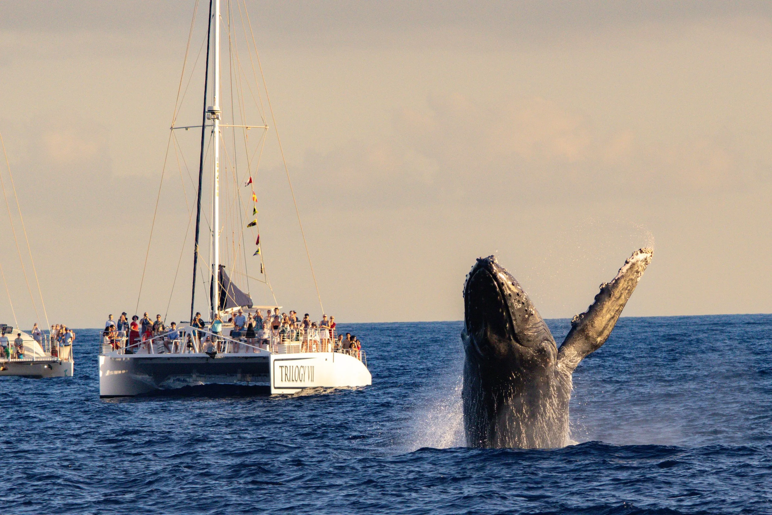 Responsible Whale Watching: What It Means (and Why It Matters ...