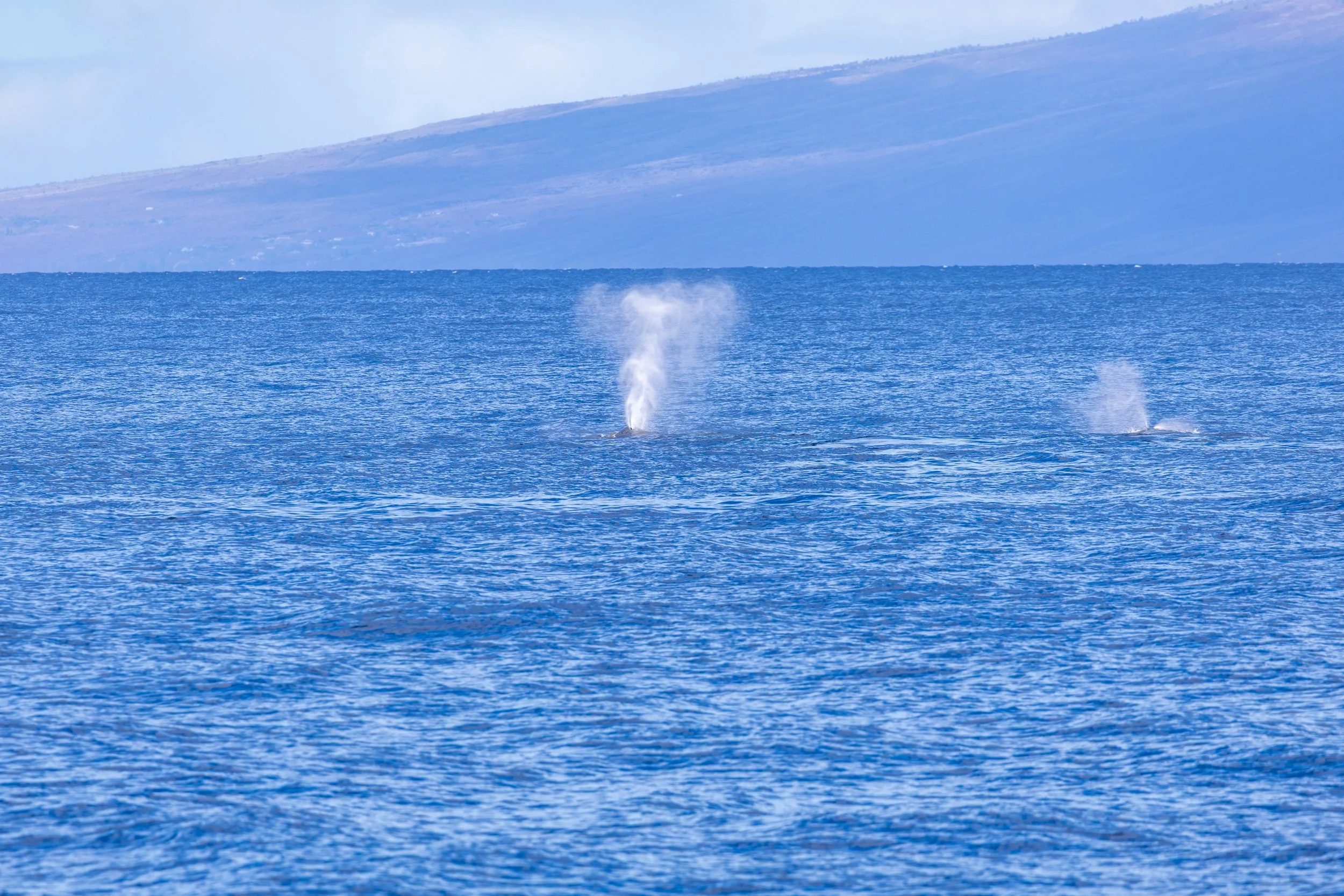 Whale Watching 101: Why Every Whale Encounter is Different — TRILOGY ...