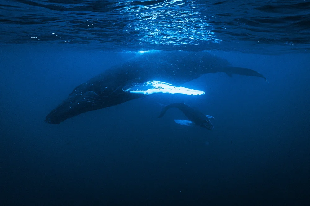 Whale Songs Explained — What Are They Really Saying? — TRILOGY CAPTAIN ...