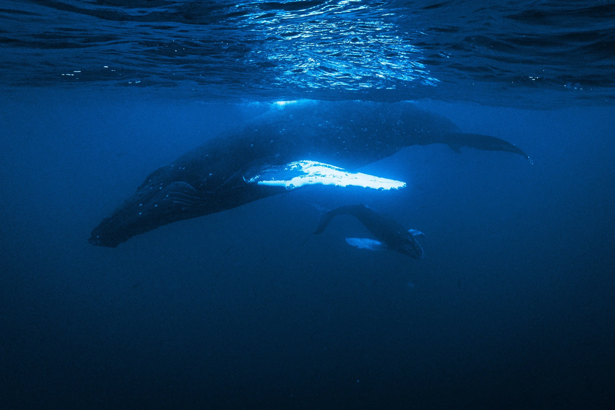 Whale Songs Explained — What Are They Really Saying? — TRILOGY CAPTAIN ...