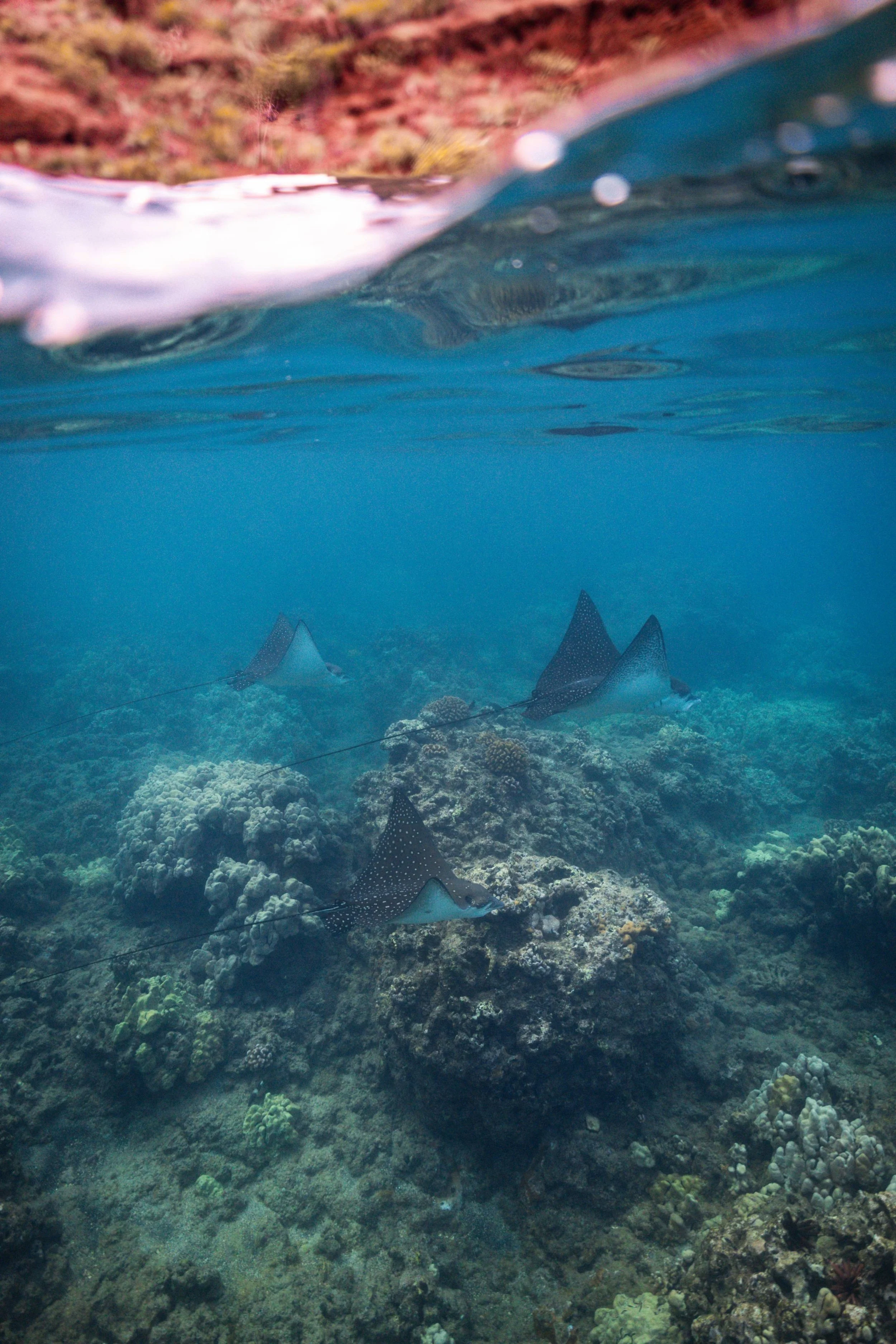 The Story Behind Molokini Crater and Why Itʻs one of Hawaiʻiʻs Most ...