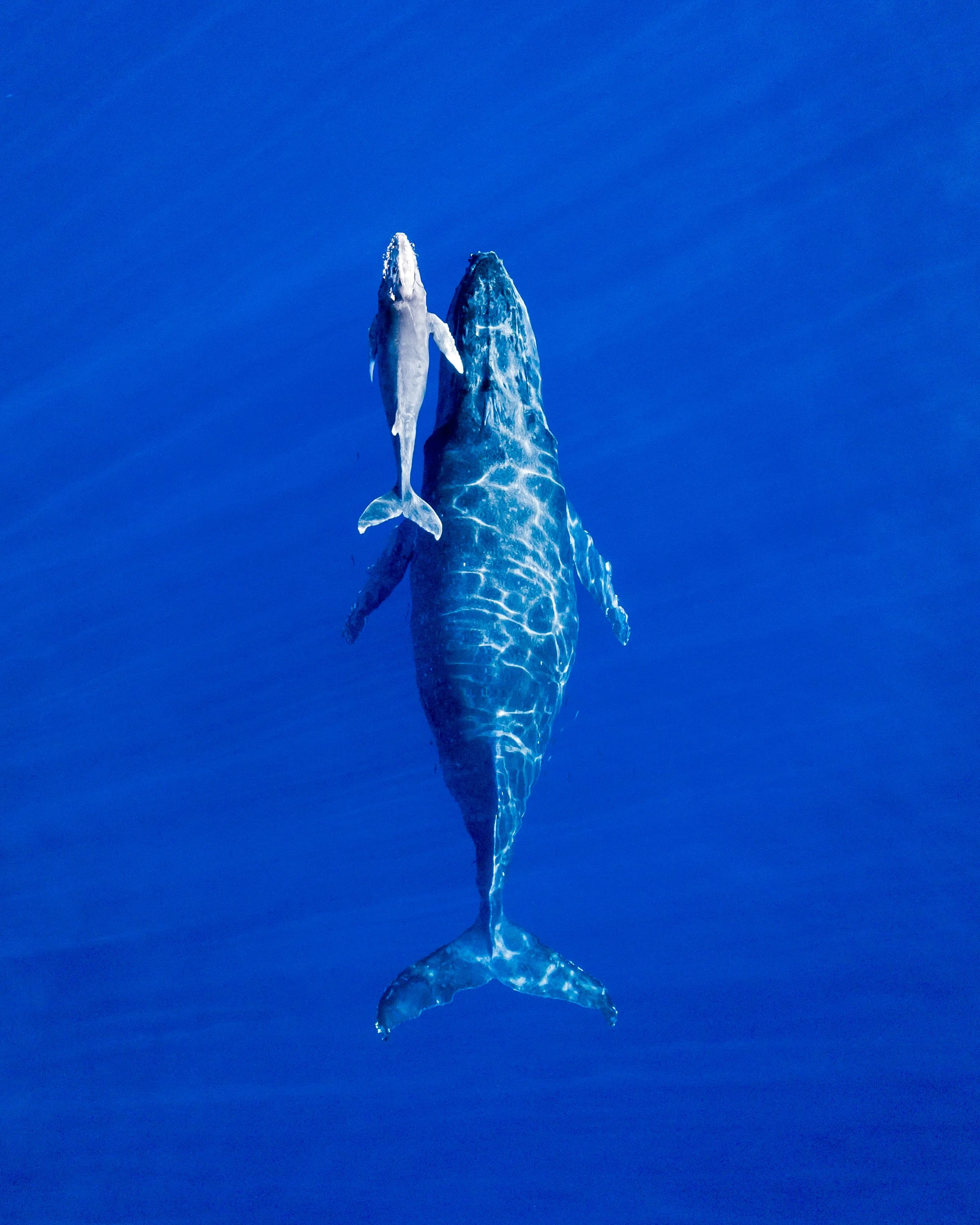 Baby Humpback Whale Nursing