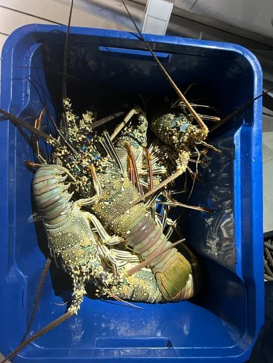 Minerva Reef 2022 Gallery — Ocean Sailing Expeditions