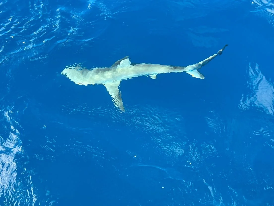 The Kermadecs 2022 Gallery — Ocean Sailing Expeditions