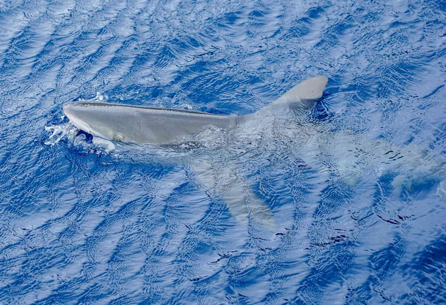 Sailing Calendar — Ocean Sailing Expeditions