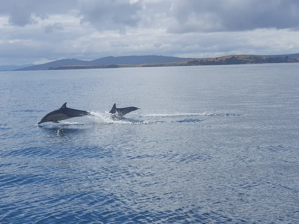 Join our sailing expedition crew to explore Southwest Tasmania on a 72 ...